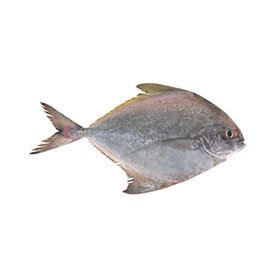 Black Pomfret Halwa Fish